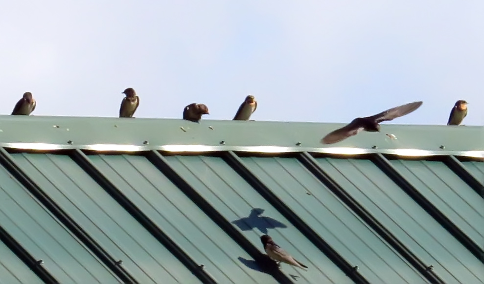 Birding Is Fun!: Mid-Summer Birds, Beasts, and Bugs