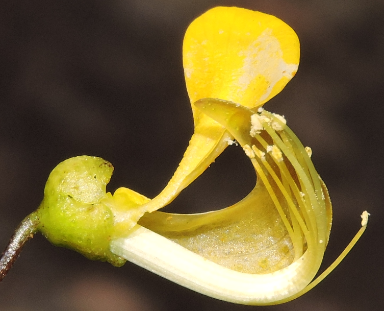 Fabaceae - Leguminosae no Brasil: Fabaceae - Poiretia bahiana C. Müll.