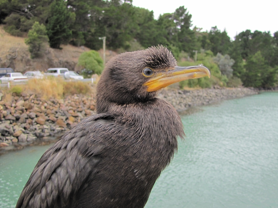 photographing New Zealand: critters from the archives