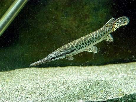 Jenis Jenis Ikan Hias Predator Air Tawar