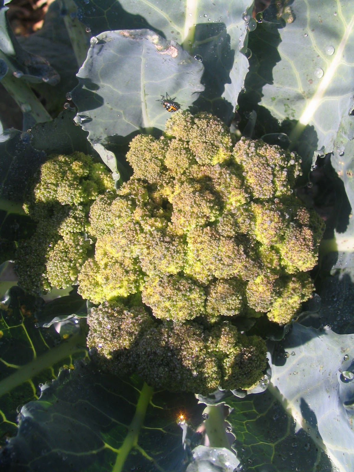 WNC Organic Participatory Broccoli Variety Screening Trial | NC State ...