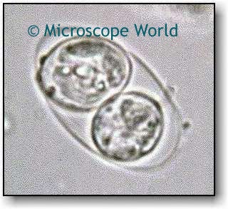 Microscope World Blog: Animal Breeders and Fecal Analysis