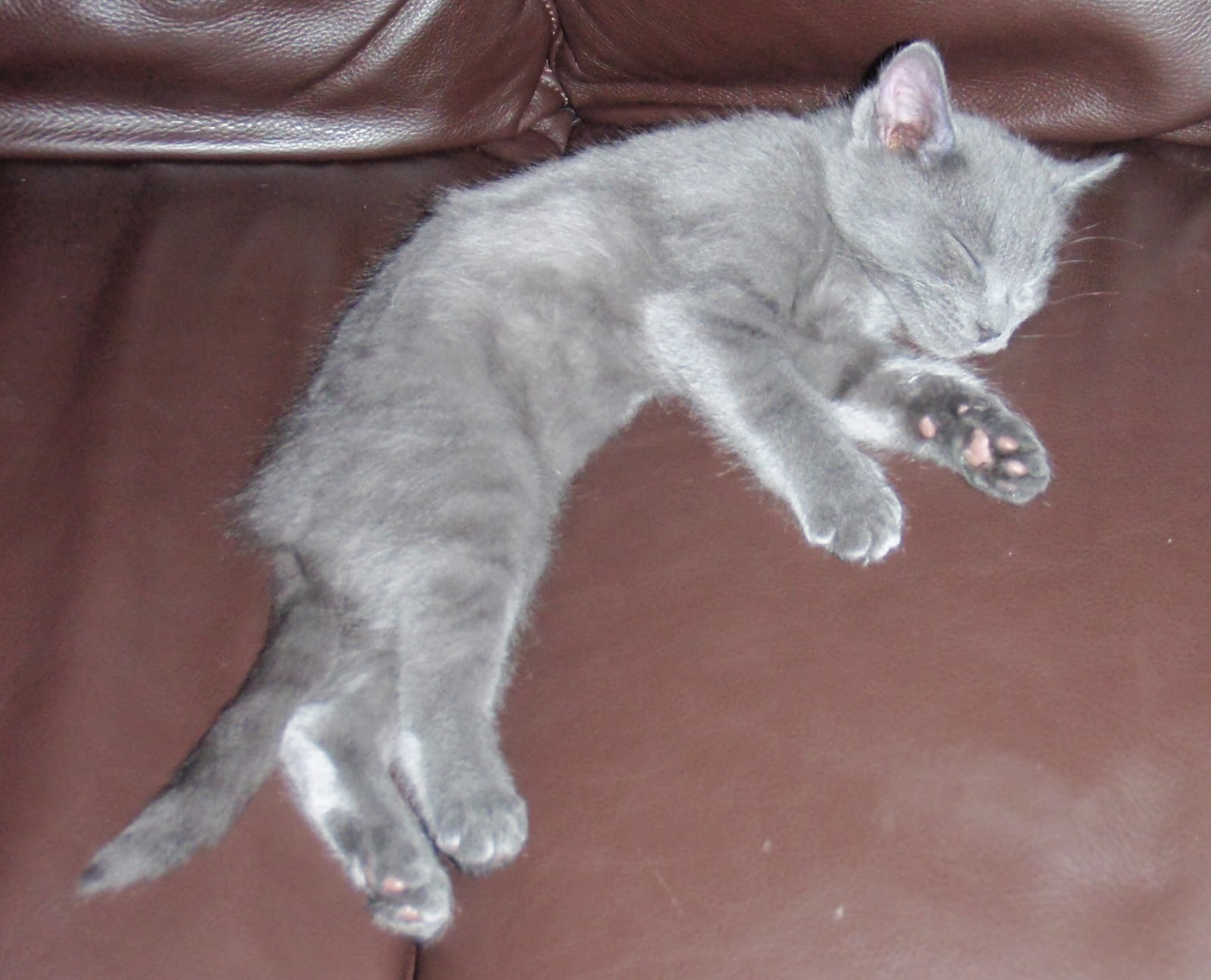 Smitten Kitten - Danks and Honey