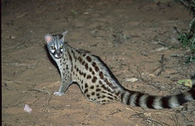 Small Spotted Genet Animals | Interesting Facts & Latest Pictures | The ...
