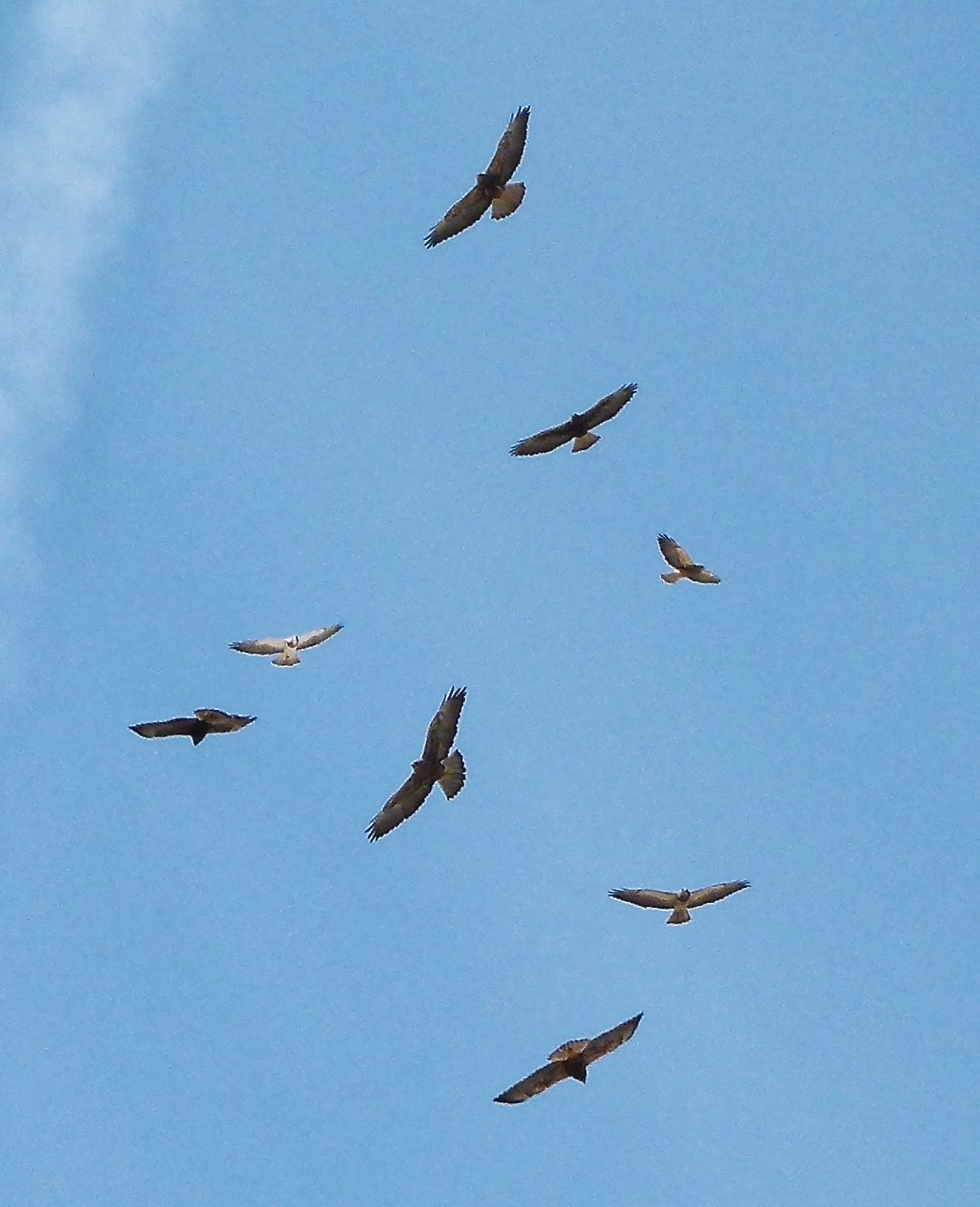 Borrego Valley Hawkwatch: Remarkable Raptor MIgration Today-701 ...