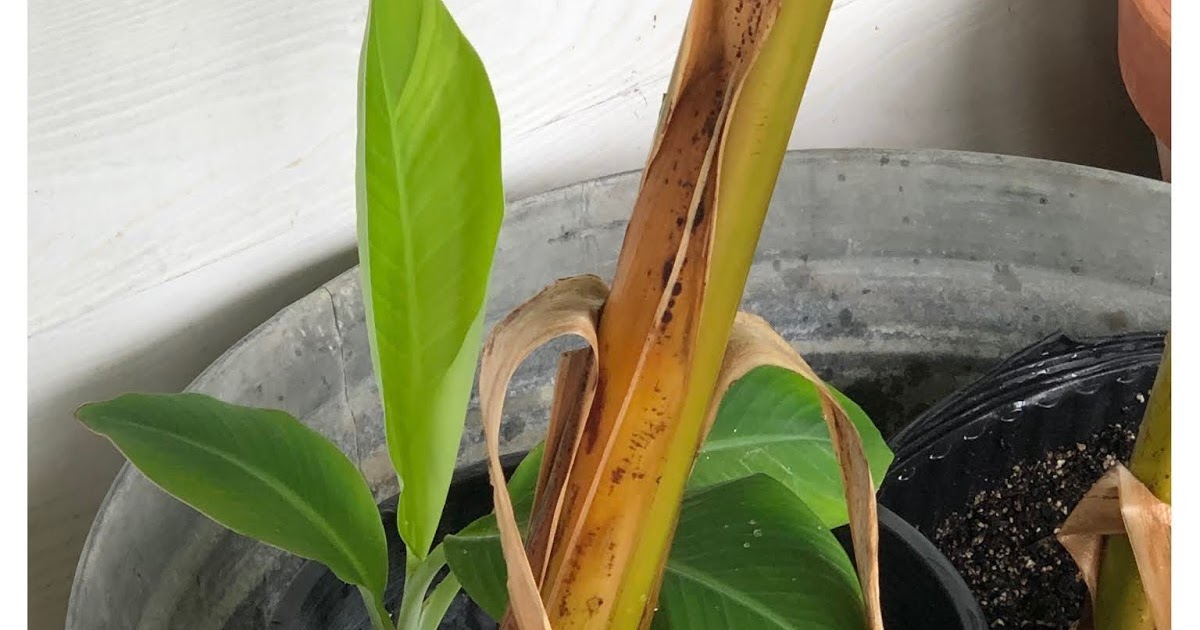 Two Men and a Little Farm: MORE BANANA PUPS