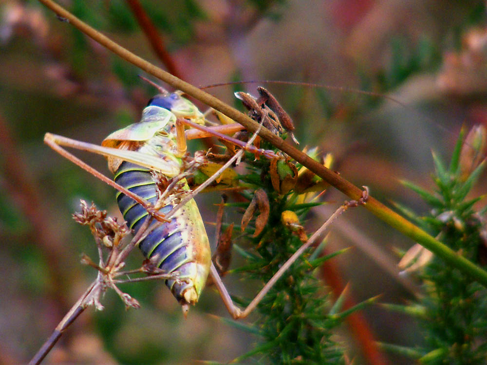 Loire Valley Nature: Saddle-backed Bushcricket - Ephippiger ephippiger