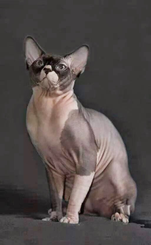 Sphynx o gato esfinge SPH
