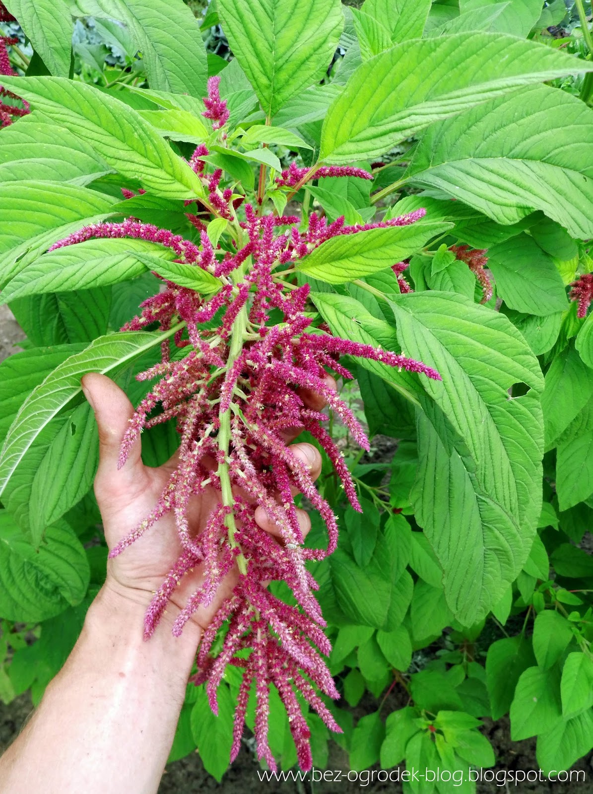 Amarantus czyli szarłat: z ogrodu do kuchni | BEZ OGRÓDEK | blog ogrodniczy