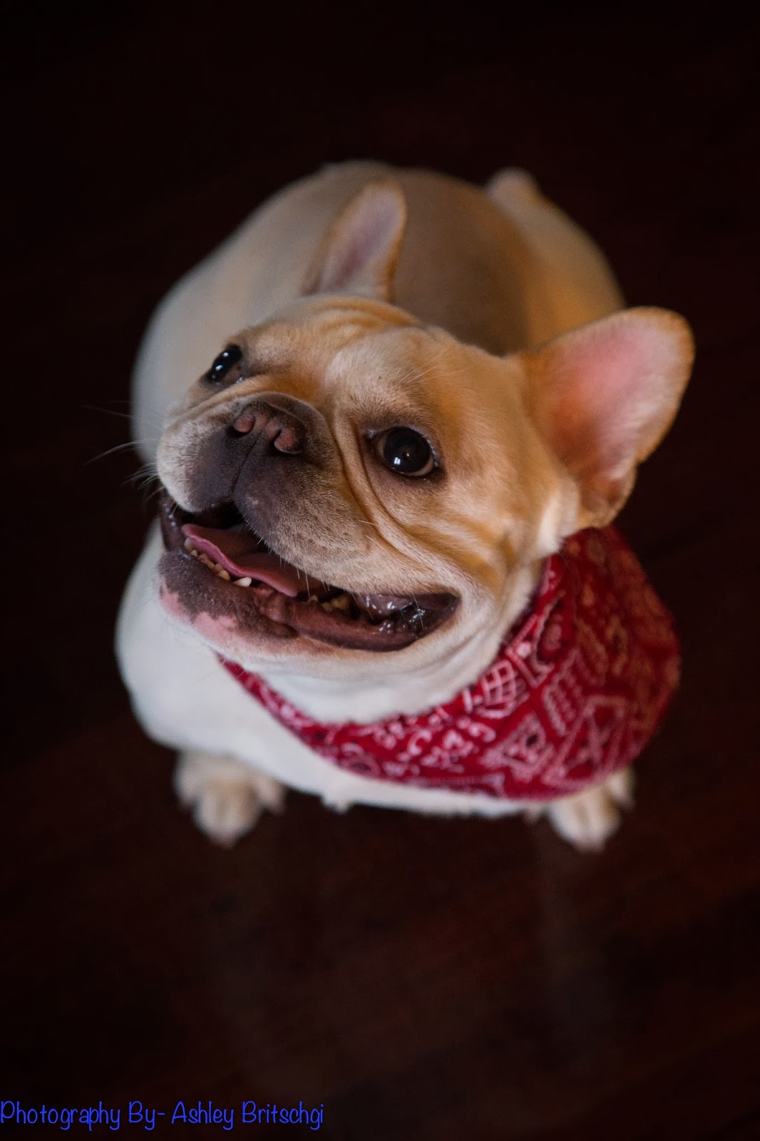 Photography By- Ashley Britschgi: Frenchie Love
