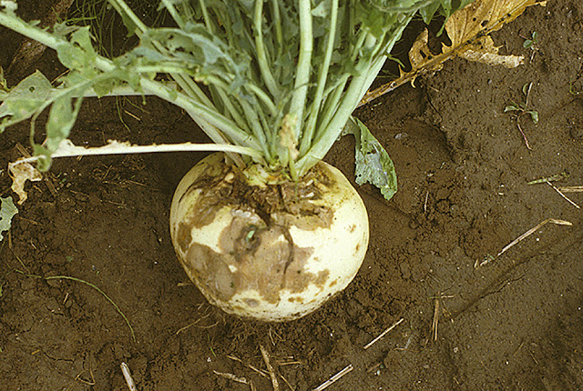 Best Guide of Common Plant Disease in Garden