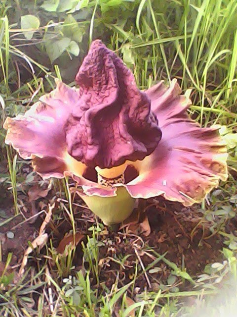 Suweg Potensi Pangan dan Tanaman Hias Yang Terpinggirkan ~ TBM MEDIA CERDIK