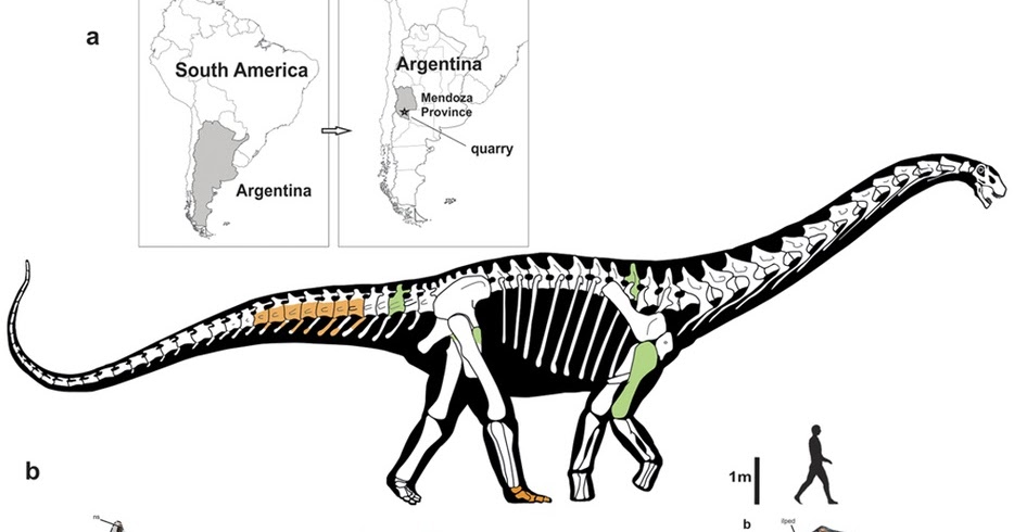 Shunosaurus Skeleton