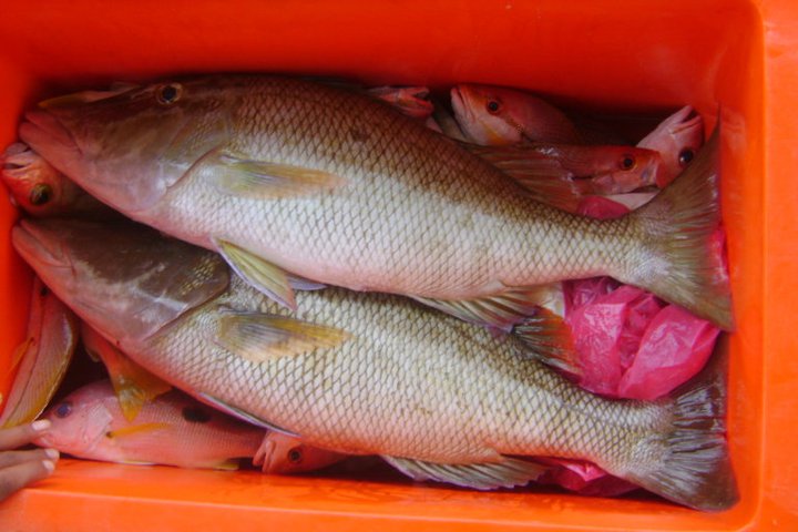 Fishing in Malaysia: My buddy fish trip at Sabah,Malaysia