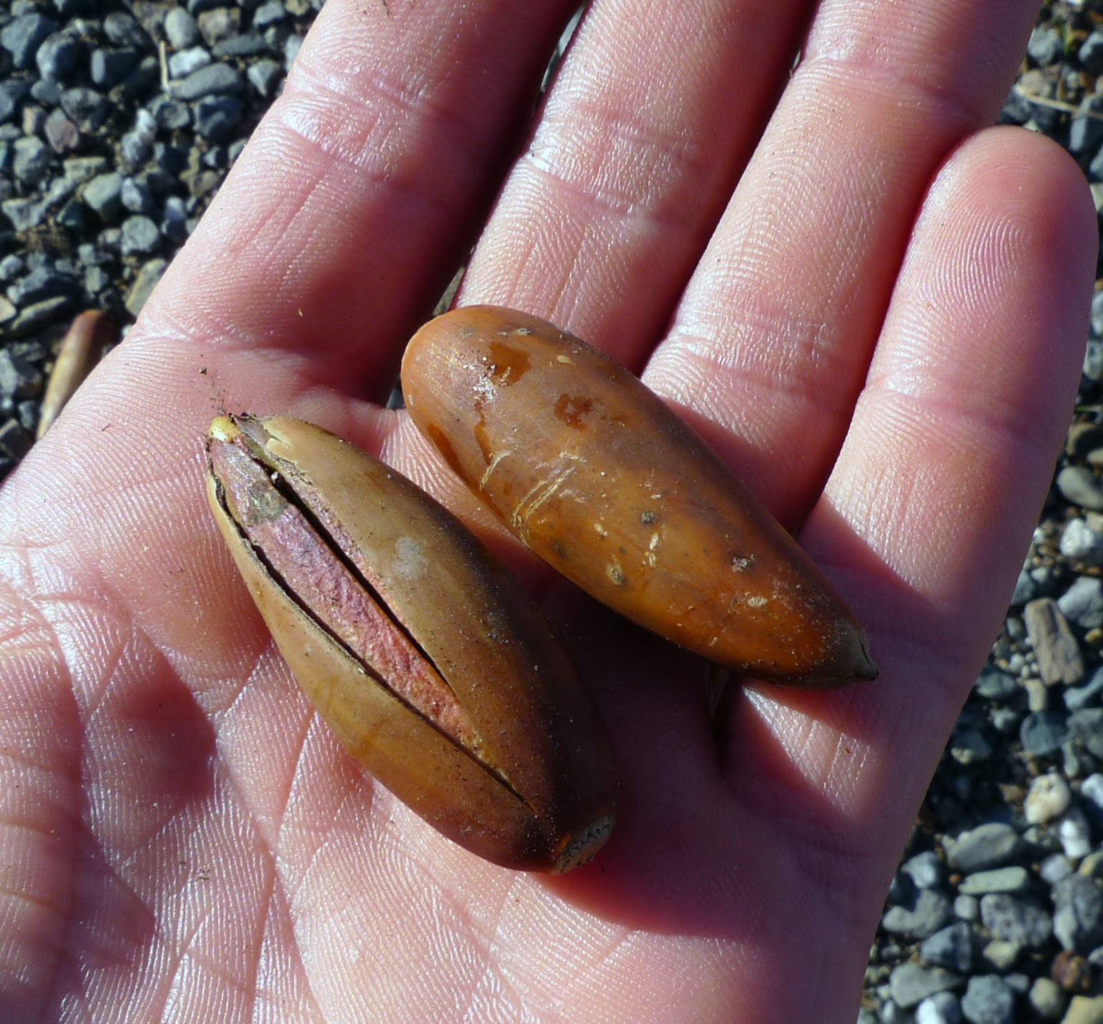 Wild Harvests: Eating Valley Oak Acorns