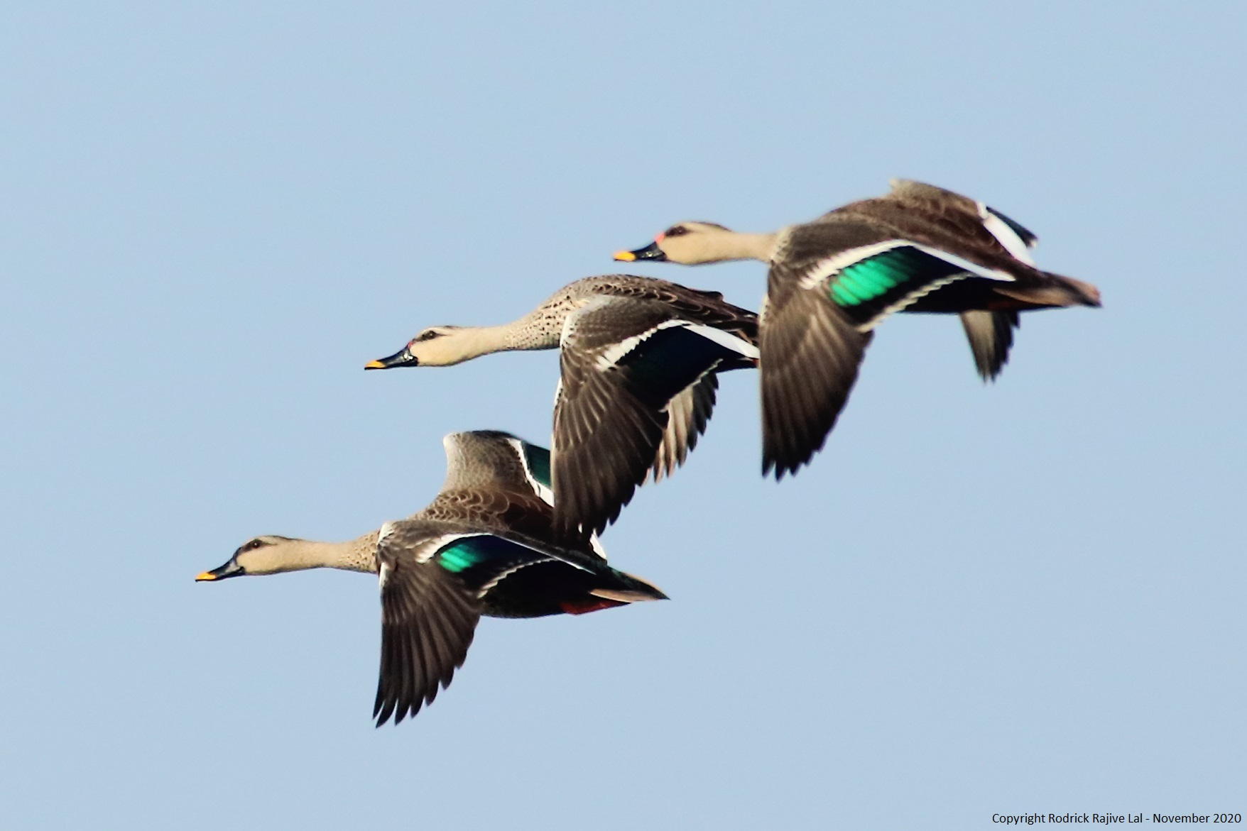 Rodrick Writes: Photographing Ducks in the Wild the right way