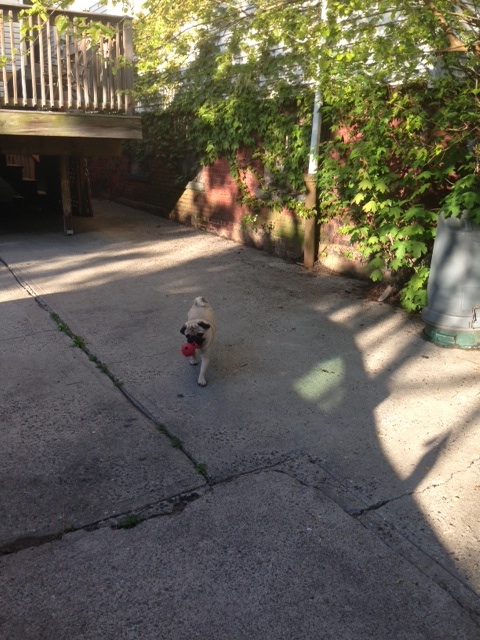 Urban Hounds: How to Teach a Pug to Fetch