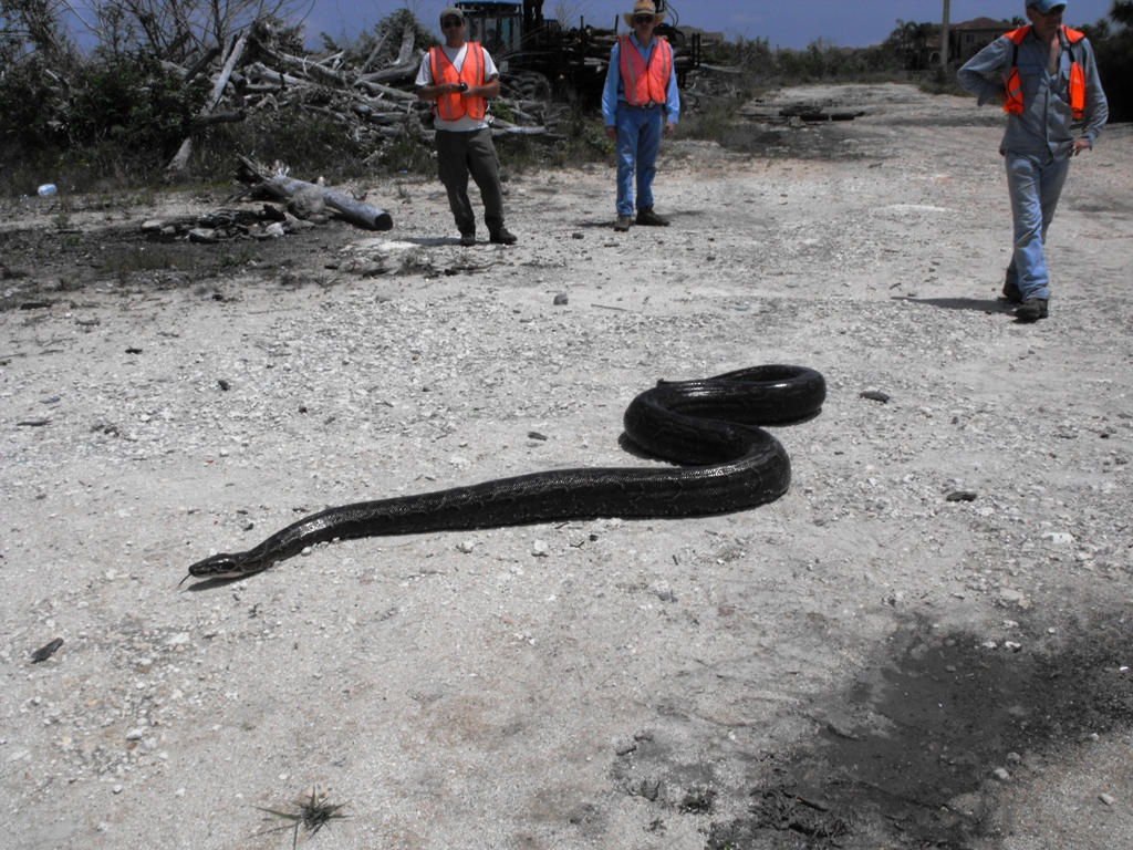 Mitos, Monstruos y Leyendas: Inkanyamba - La gran serpiente de la tormenta.