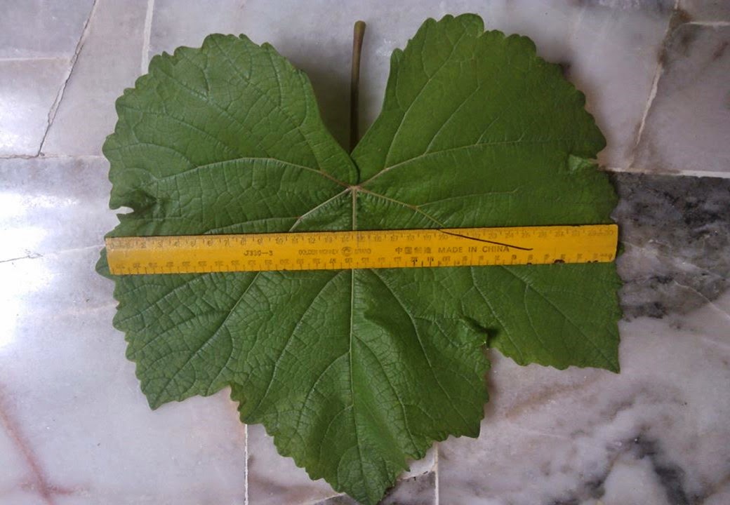 Floras Lovers ... All About Gardening: Daun anggur Isabella lepas di ...
