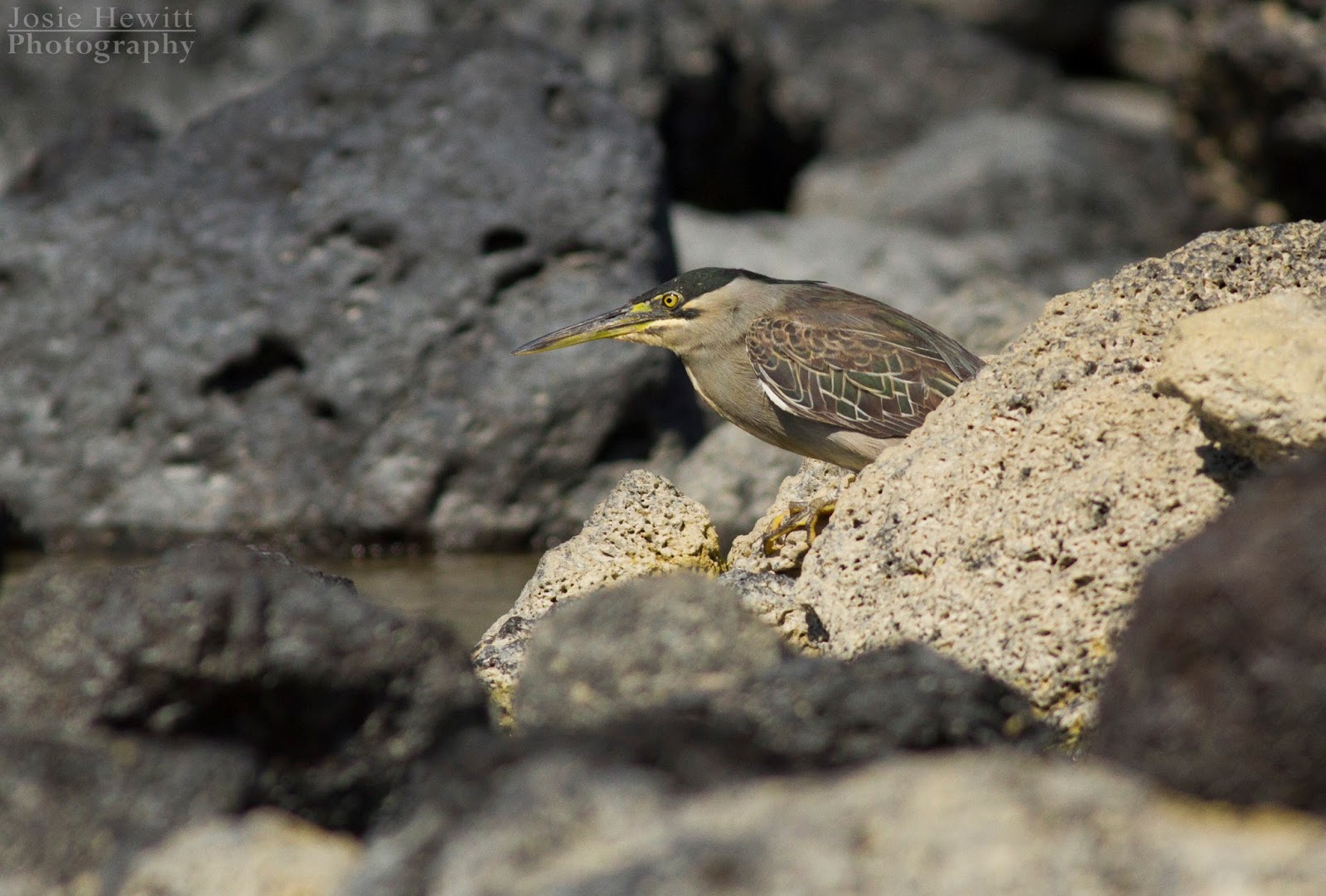 Blog | Josie Hewitt Photography: Mauritius: The Birds