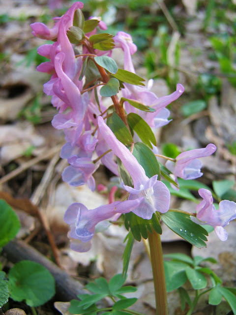 Country inside: Cocoşul de la mânăstirea Cocoşu ~02.Aprilie 2011~