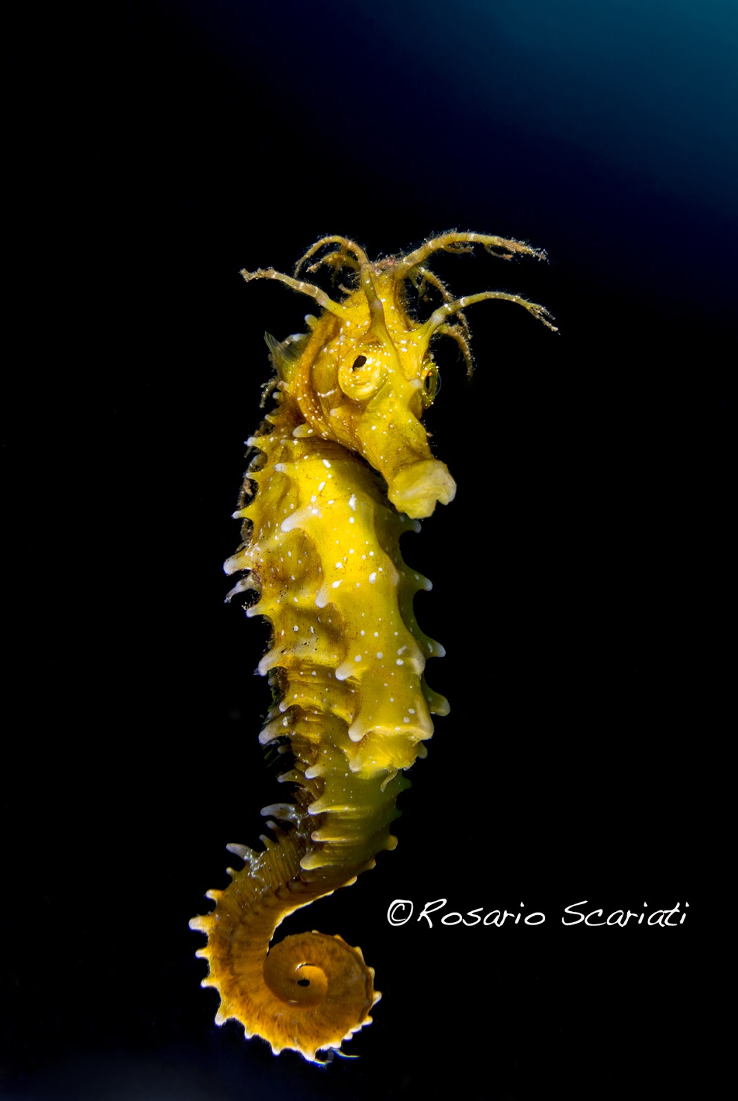 uwphotographers: UWP: ROSARIO SCARIATI