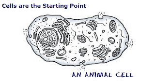 Science in Year 5: octubre 2015