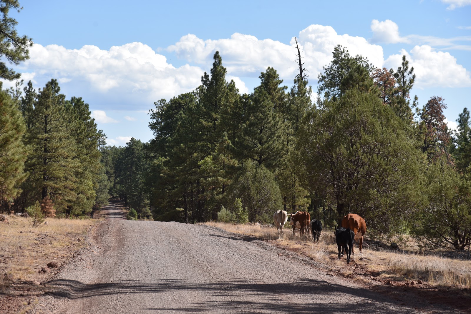 Arizona Hiking: SYCAMORE POINT TRAIL