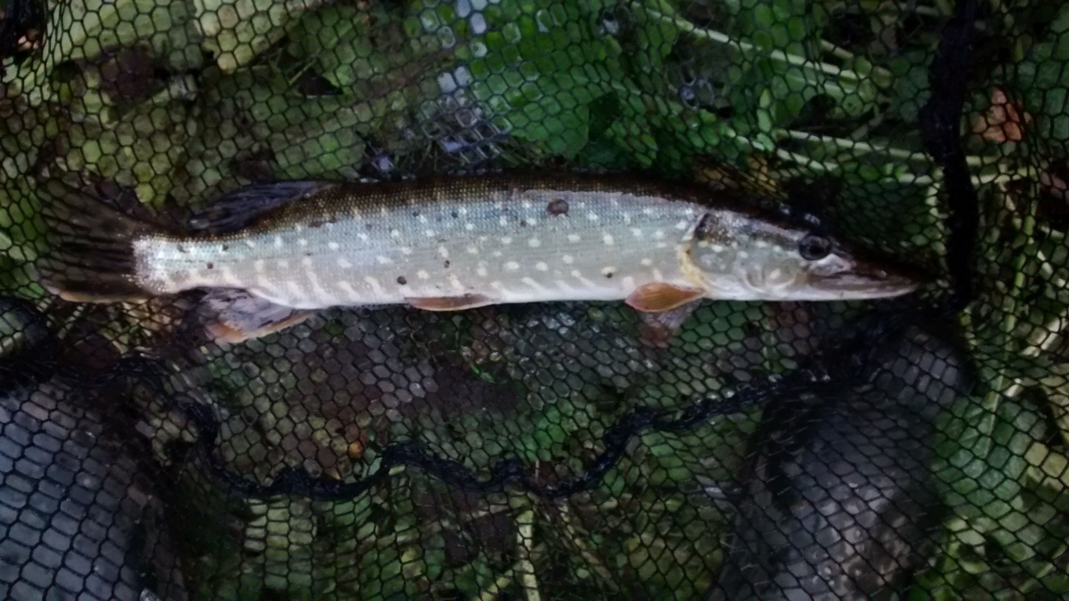 Jorvik Angler: First Day of the River Season 2020