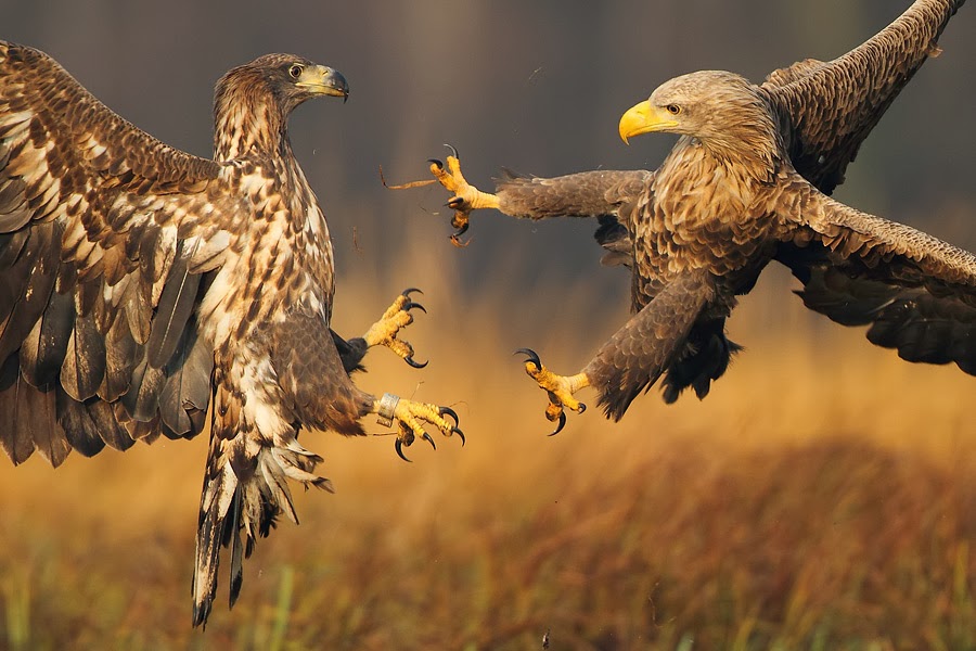 Wildlife Photos: African Eagle, Fight in the Air