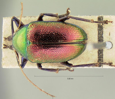 Variety of Life: Colaspoides