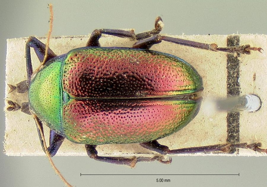 Variety of Life: Colaspoides