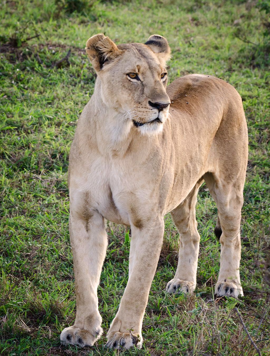 Elsen Karstad's 'Pic-A-Day Kenya': Lioness- Nairobi Park, Kenya