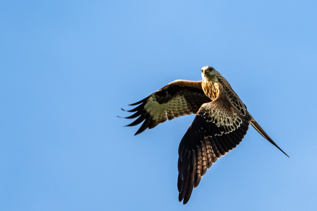 NI Bird Pics: Thomas Campbell - Red Kite, Kestrel & Buzzard