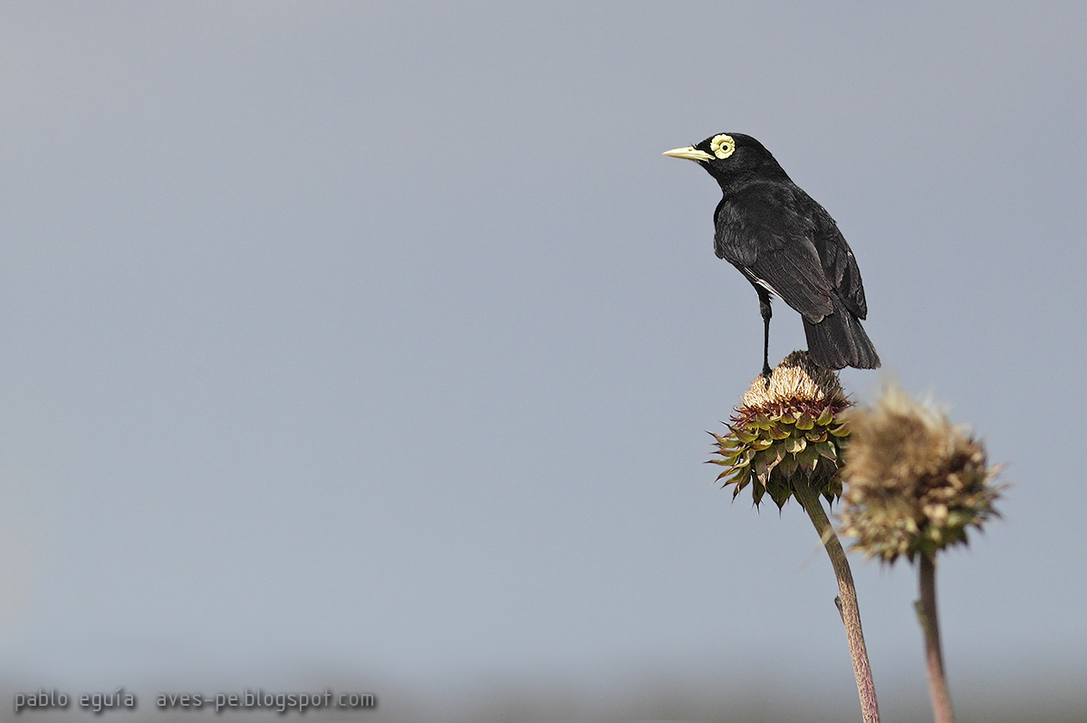 mis fotos de aves: Hymenops perspicillatus Pico de Plata Spectacled Tyrant