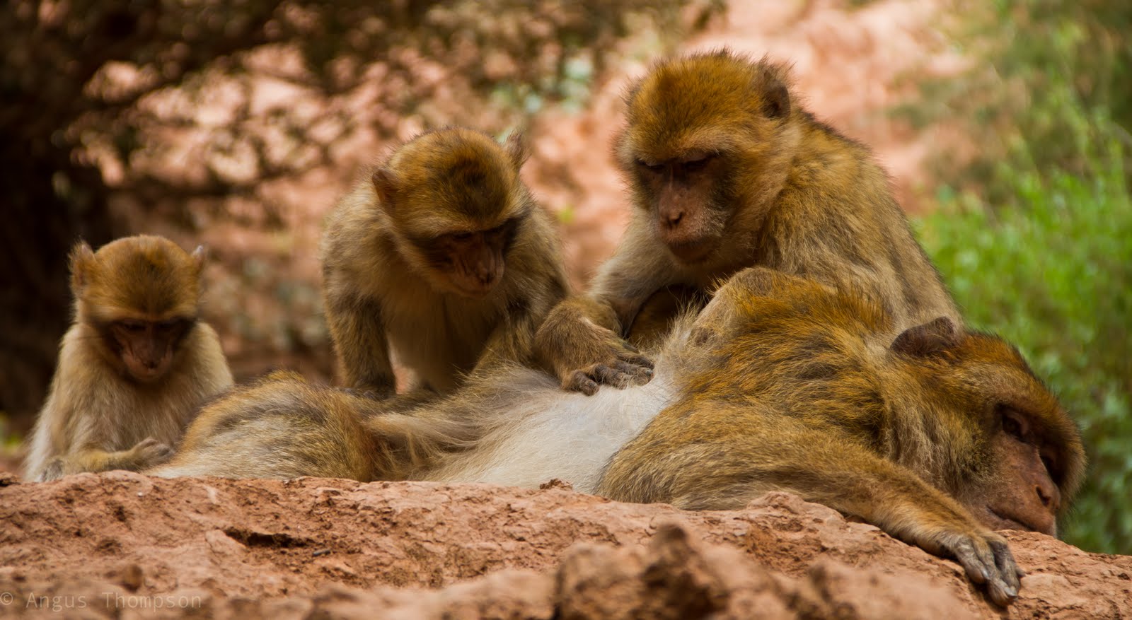 What Makes a Man?: I Love Wild Monkey's!! - Morocco