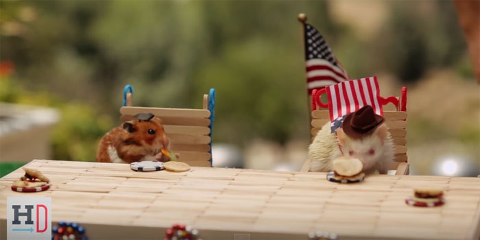 Hamsters having 4th of July BBQ party | JUMI
