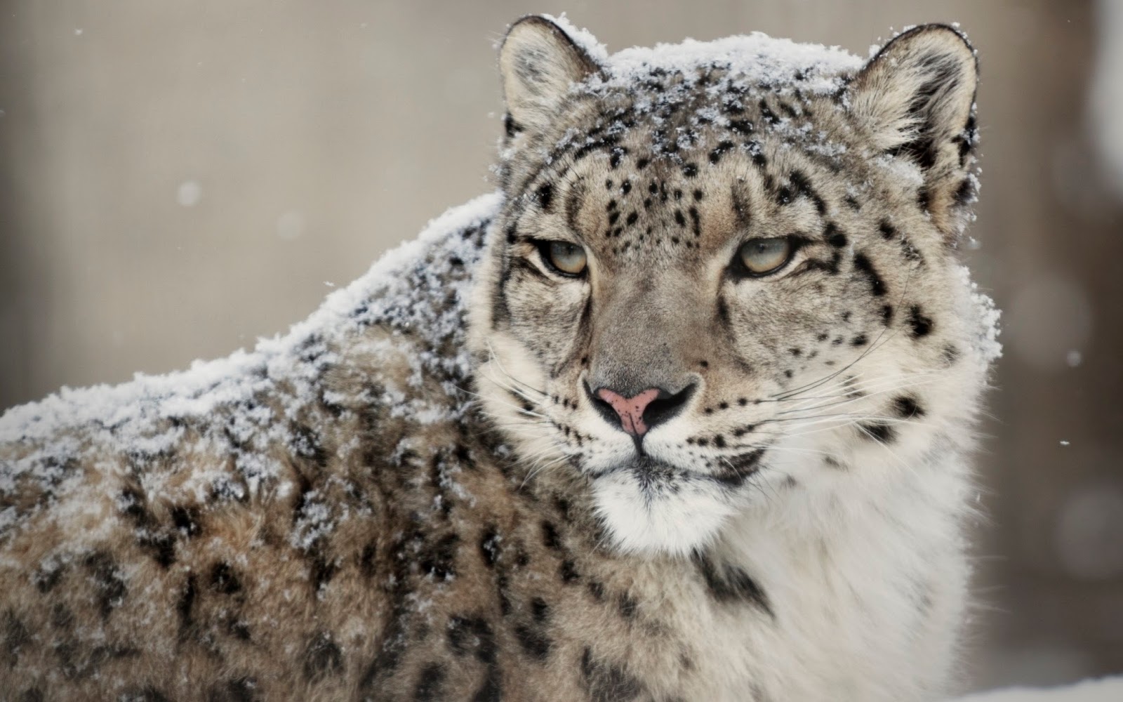 SNOW LEOPARD photos - wallpapers (ανανεωμένο) | the fun bank