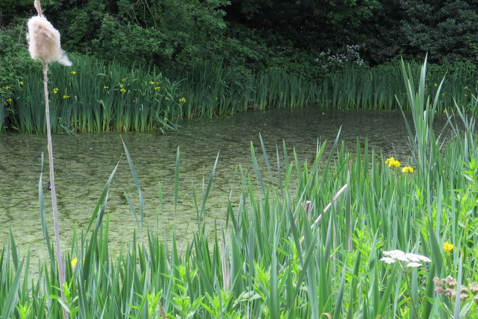 Ragged Robin's Nature Notes: A Bee Talk and Walk led by Steven Falk at ...