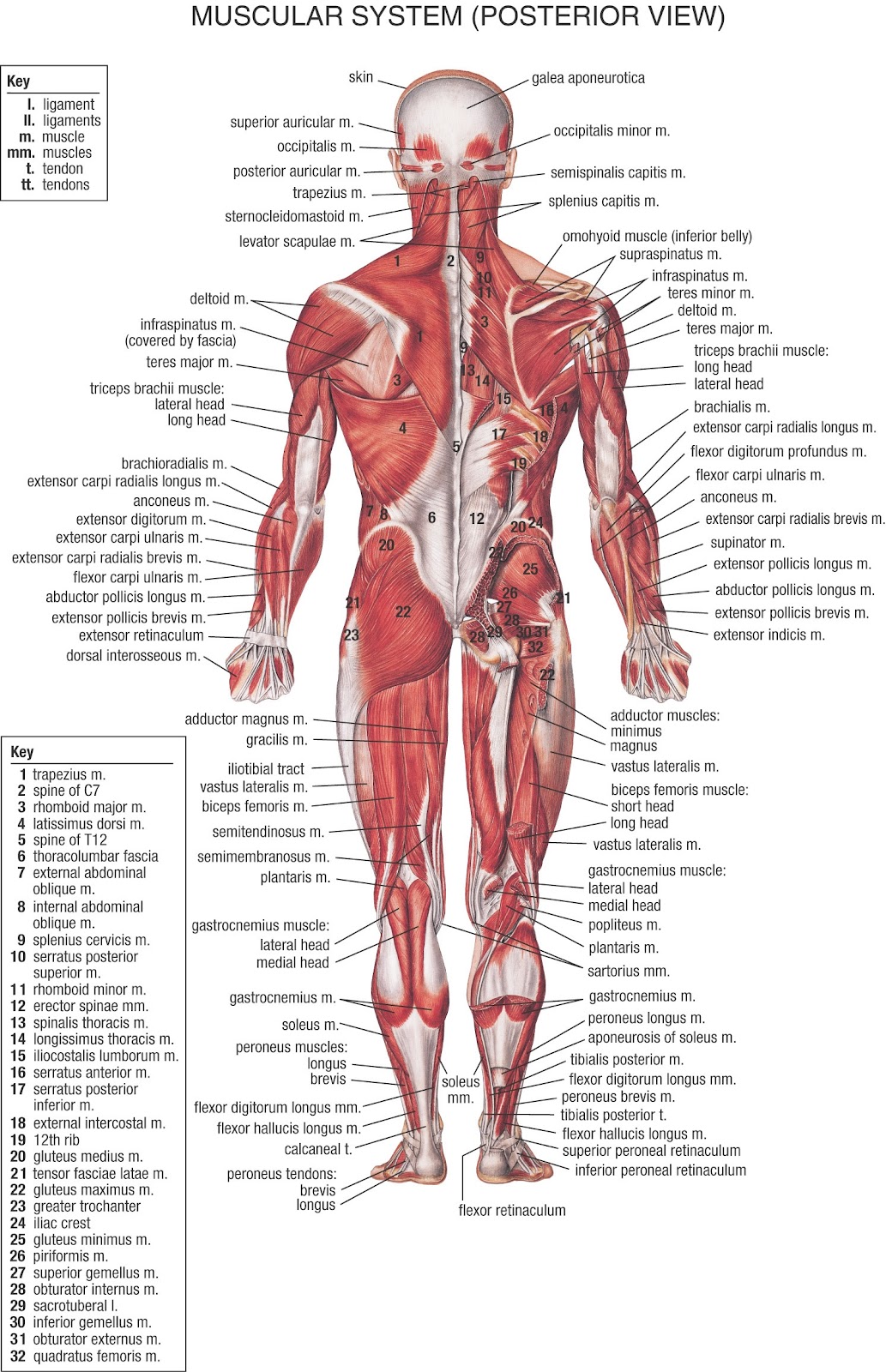 infinite-wonder-muscular-system