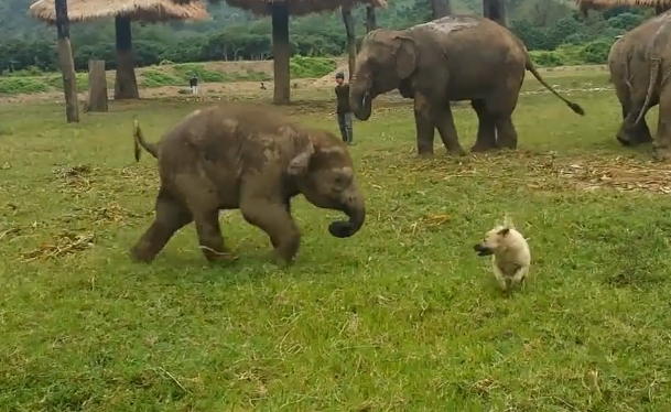 White Wolf : Baby Elephant Chases Dog As Fast As His Squat Little Legs ...