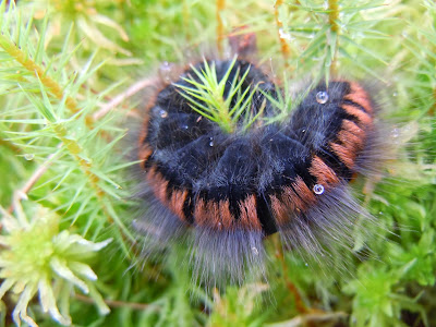The Wetland Conservation Diary (UK): Tale of the two peatlands! Cord ...
