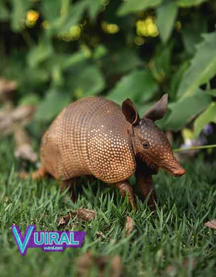 Pengertian, Ciri Ciri Dan Contoh Hewan Insektivora - Vuiral