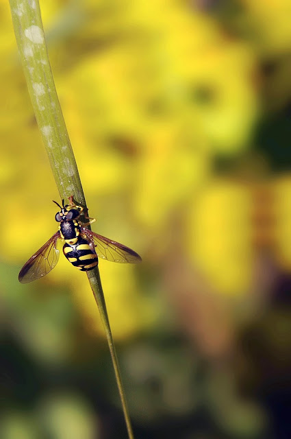 gli insetti: Sirfide