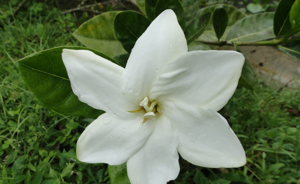 Gardenia brighamii - Nanu - Hawaiian gardenia care and culture ...