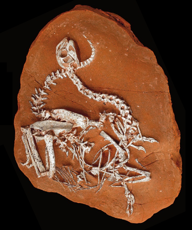 Species New to Science: [Paleontology • 2001] Khaan mckennai • A new ...