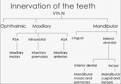 Dental Pulp- Morphology, Histology, Structure and Function