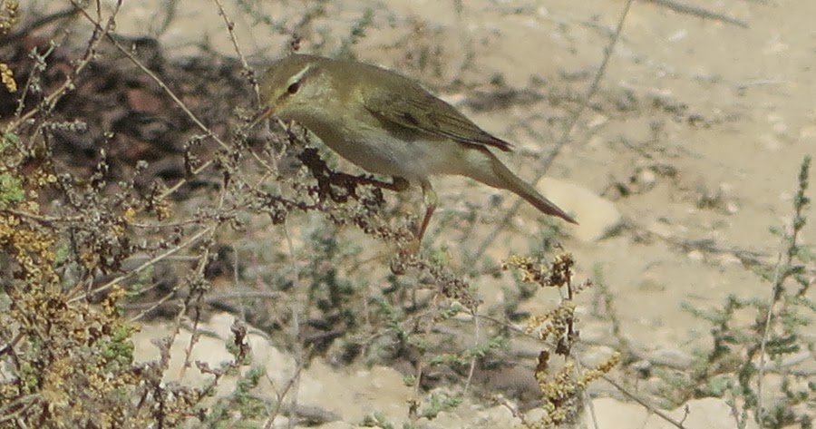 Birds of Saudi Arabia: Some common migrants in Dhahran – Bird records ...