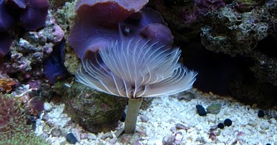 Cacing Laut, Cacing Polychaeta Laut, Cacing Sabellid, Cacing Kipas ...