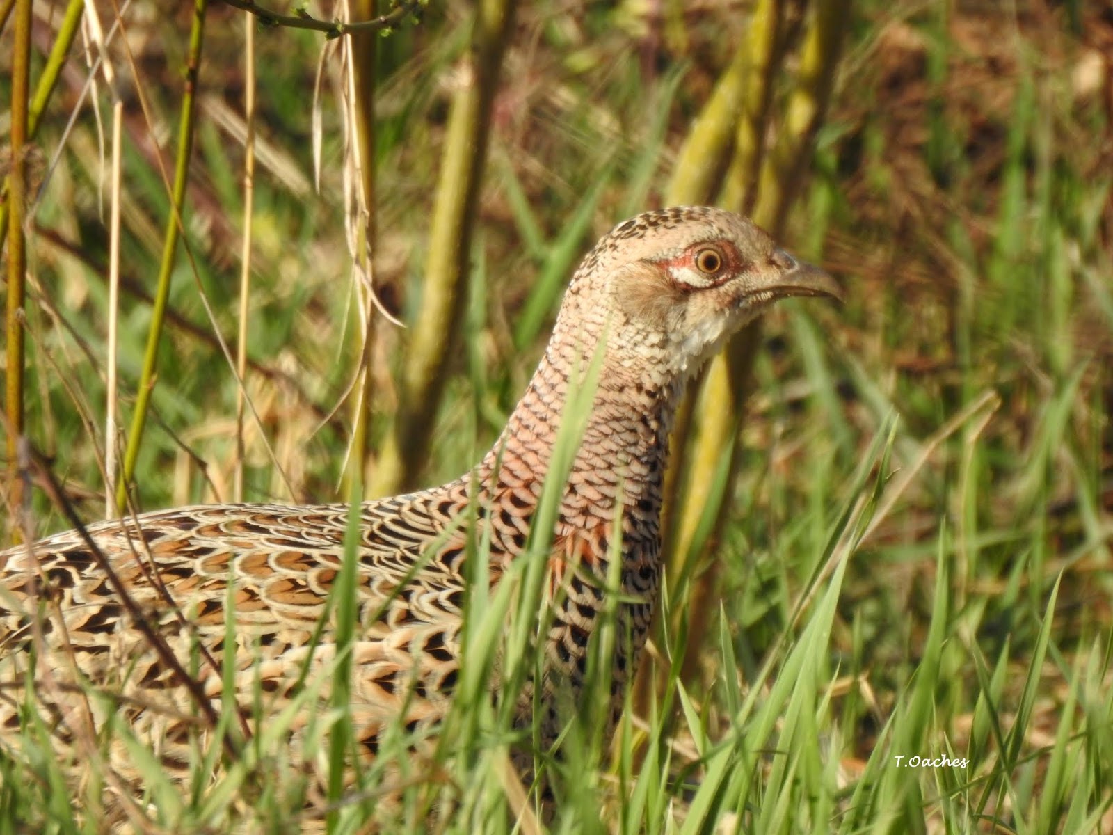 PASARI DIN ROMANIA: FAZAN, Phasianus colchicus